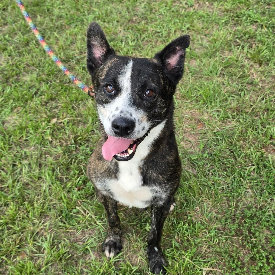 Dog for adoption - Vincent, a Cattle Dog Mix in Springfield , MO ...