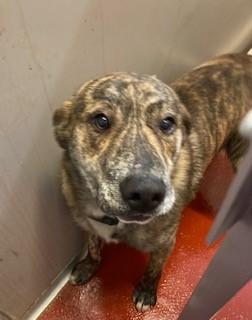 Dog for adoption - Grover, a Mixed Breed in Mason City, IA | Petfinder