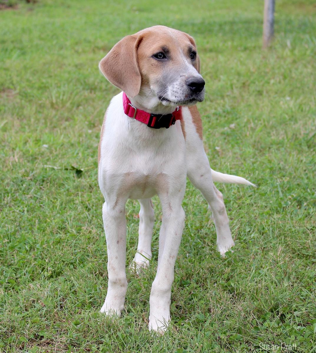 Dog for adoption - Clover, a Foxhound & Coonhound Mix in Bedford, VA ...