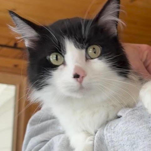 Frannie - Adoptable Pet | Petfinder | Petfinder