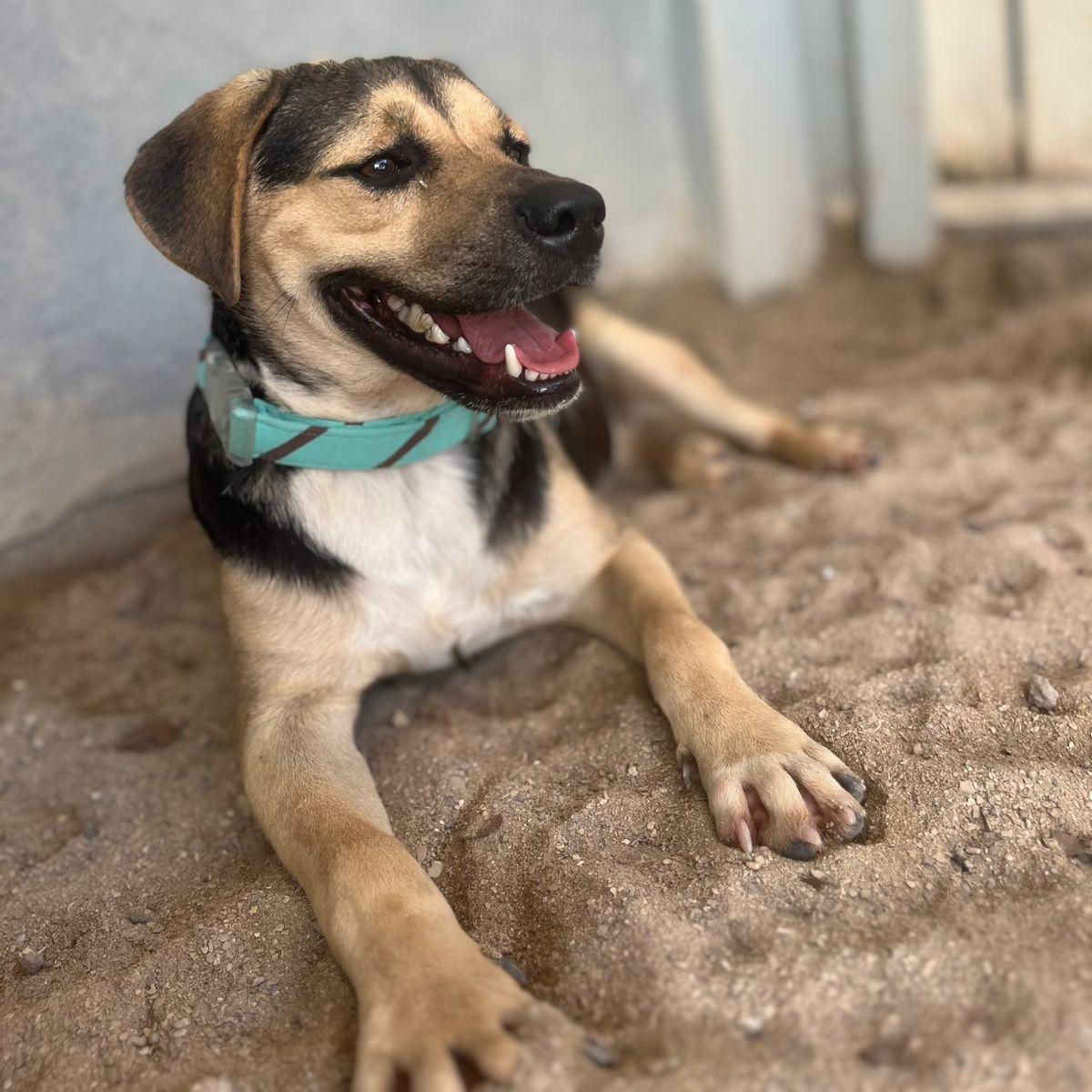 bobby - Adoptable Pet | Petfinder | Petfinder