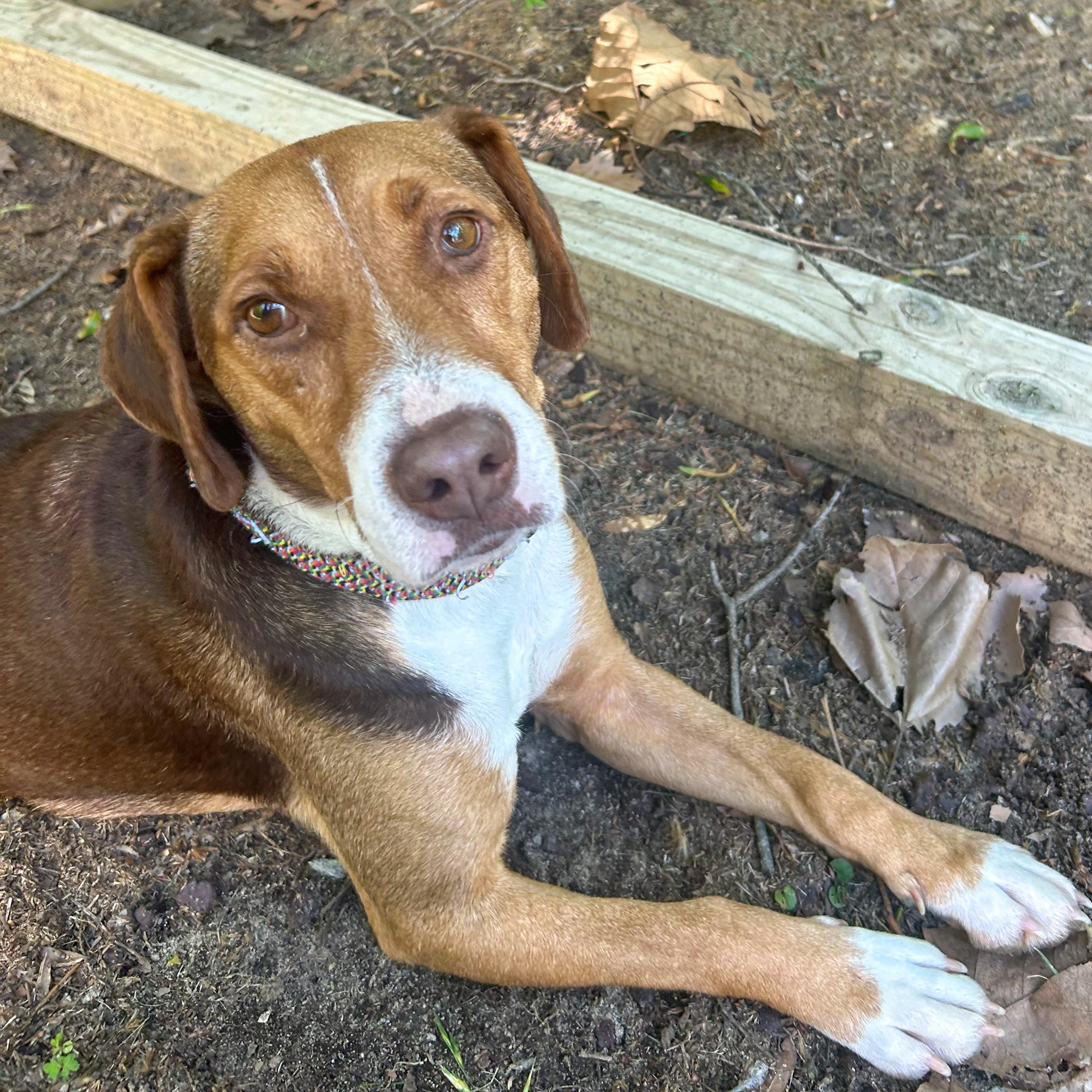 Dog for adoption - Grace, a Beagle Mix in Milford, CT | Petfinder