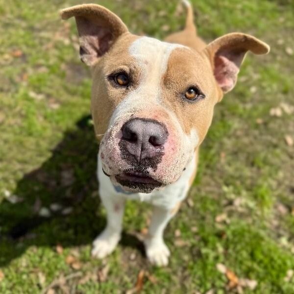 Dog for adoption - Skippy von Kissy the happiest boy, an American ...