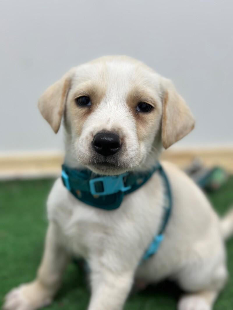 Dog for adoption - Coconut, a Labrador Retriever & Spaniel Mix in Las ...