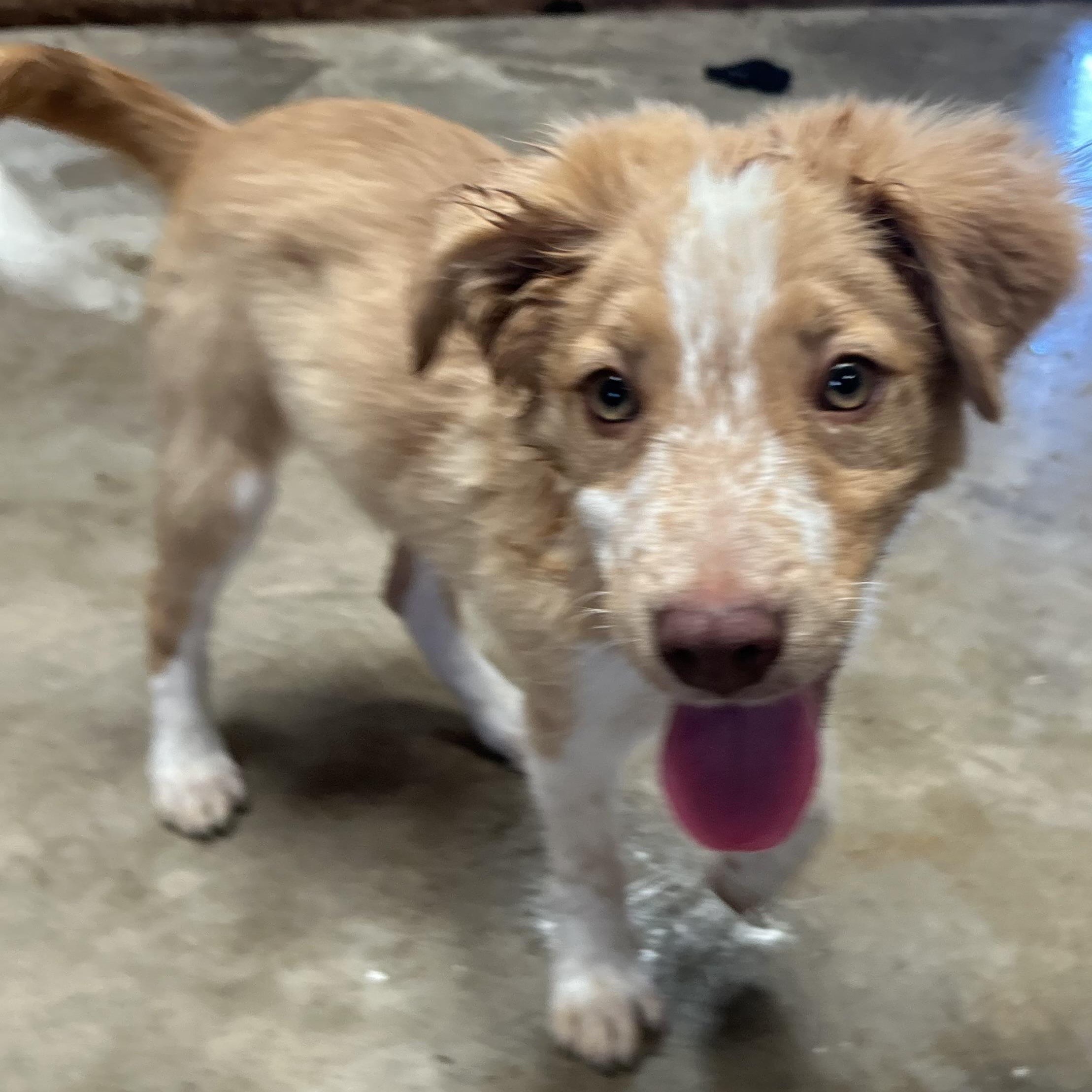 Dog for adoption - Luca, an Australian Shepherd & Collie Mix in Ann ...