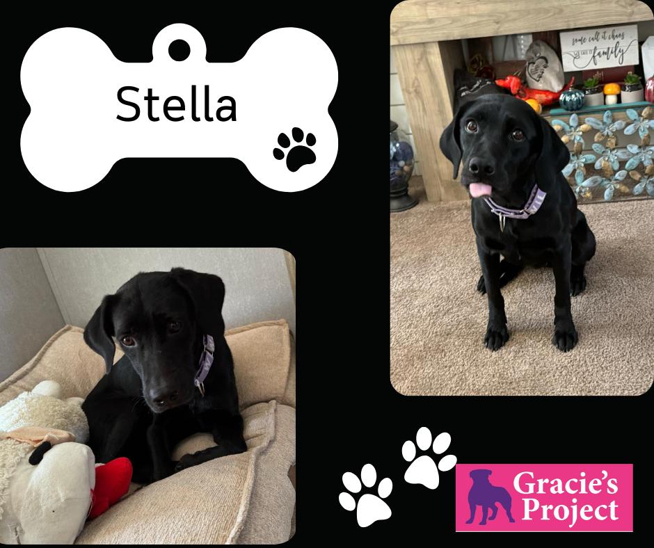 Dog for adoption - Stella, a Black Labrador Retriever Mix in St Louis ...