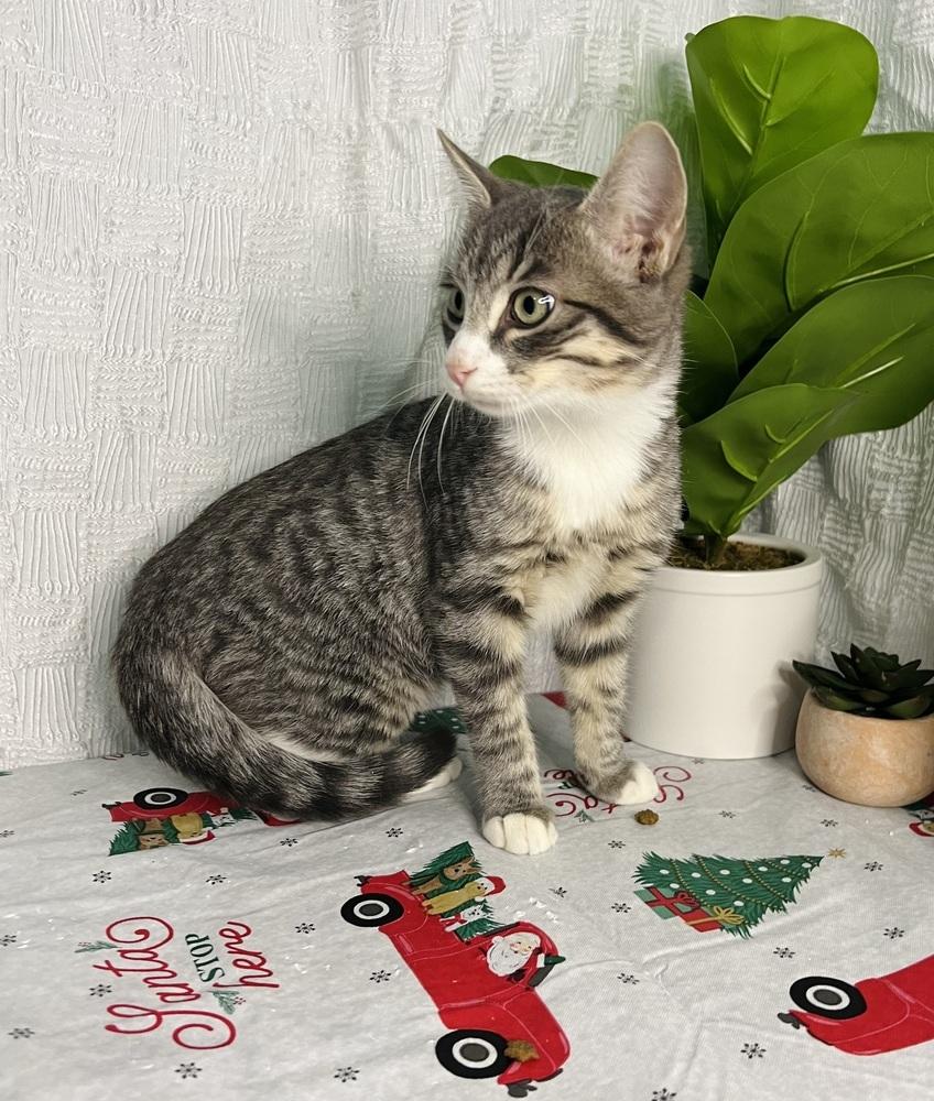 Petfinder ct store