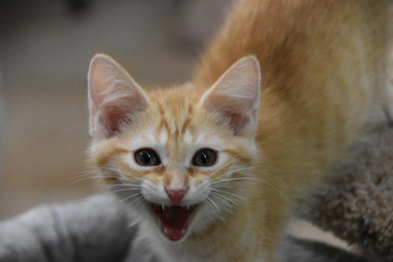 Cat for adoption - Bogey (Lisa-Fostered in New England), a Tabby Mix in ...