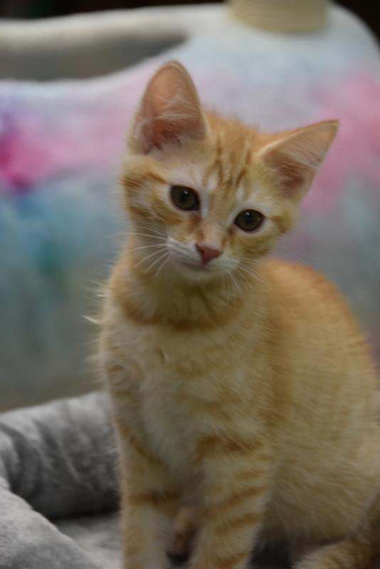 Cat for adoption - Bogey (Lisa-Fostered in New England), a Tabby Mix in ...