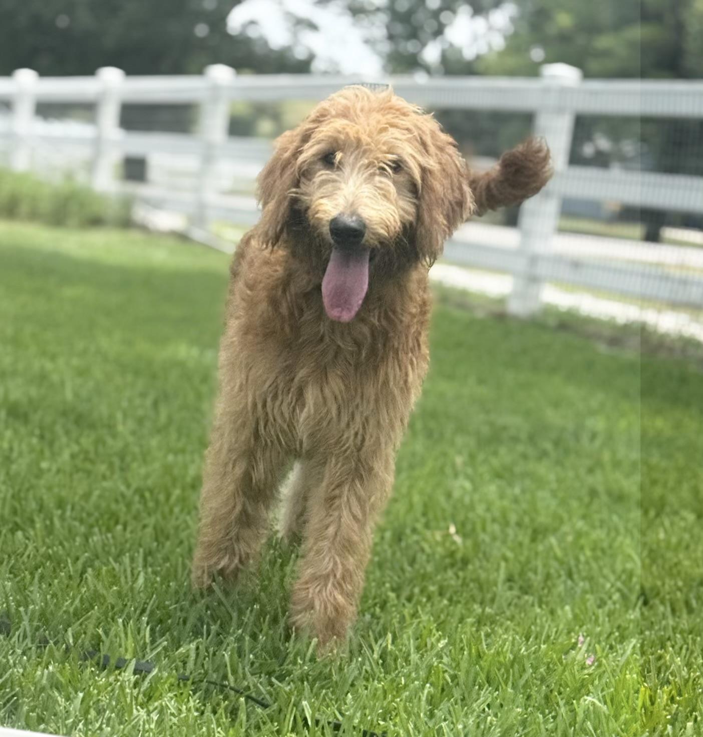 Dog for adoption - CHERISH-TEXAS, a Goldendoodle in Sachse, TX | Petfinder