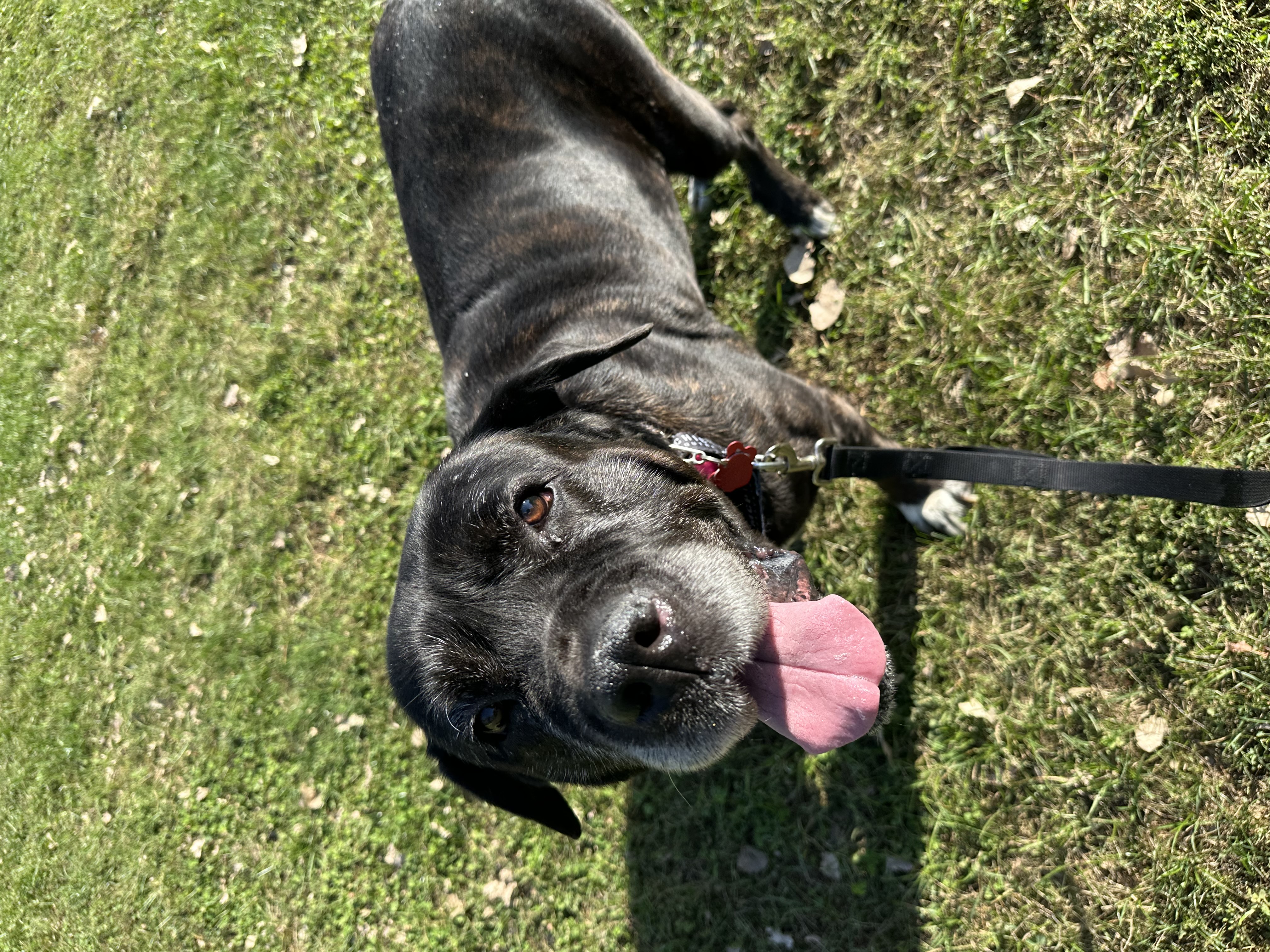 Dog for adoption - Ava, a Mastiff & Cane Corso Mix in Chicago, IL ...