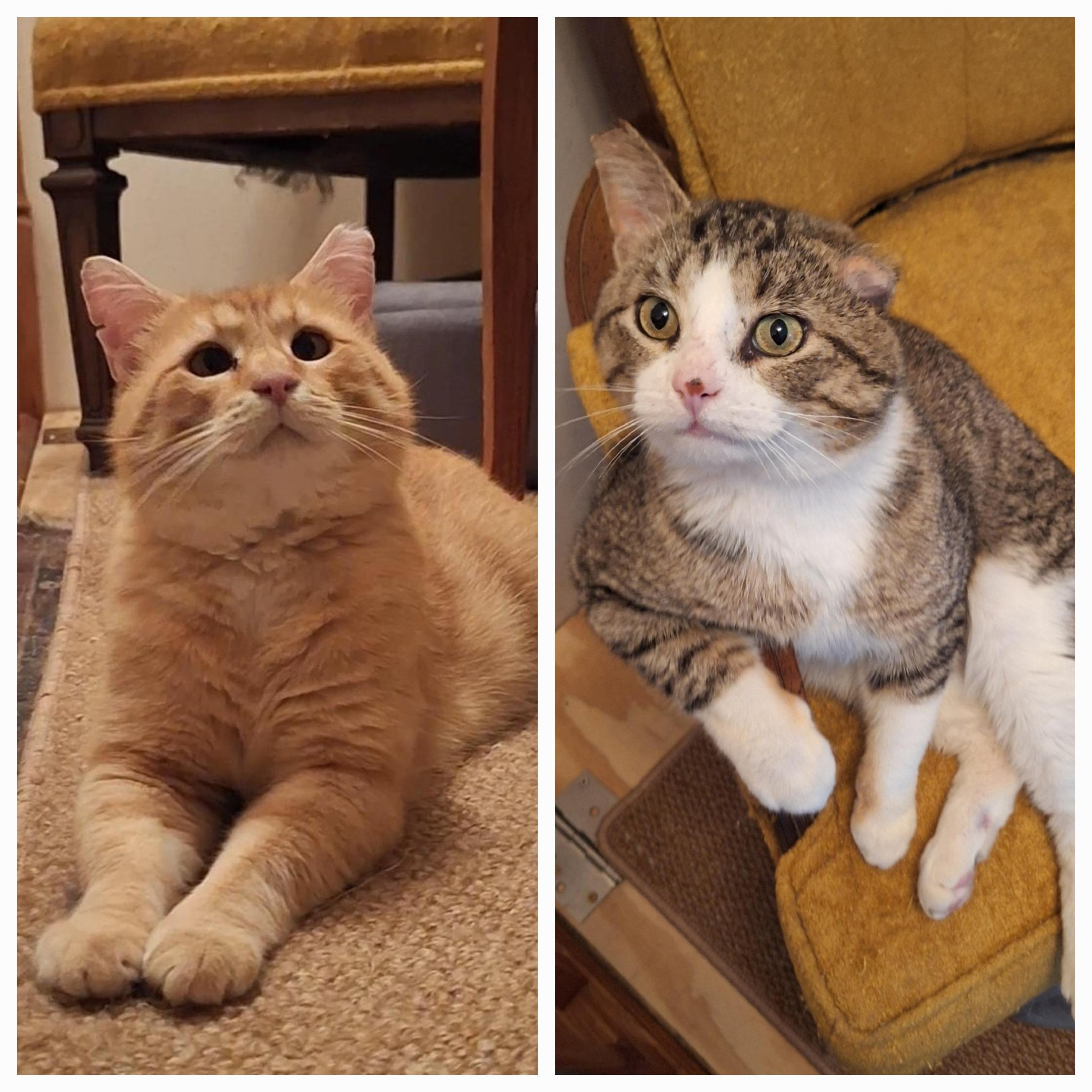 Cat for adoption - Breadstick+Van Gogh (bonded pair), a Tabby in BUTLER ...