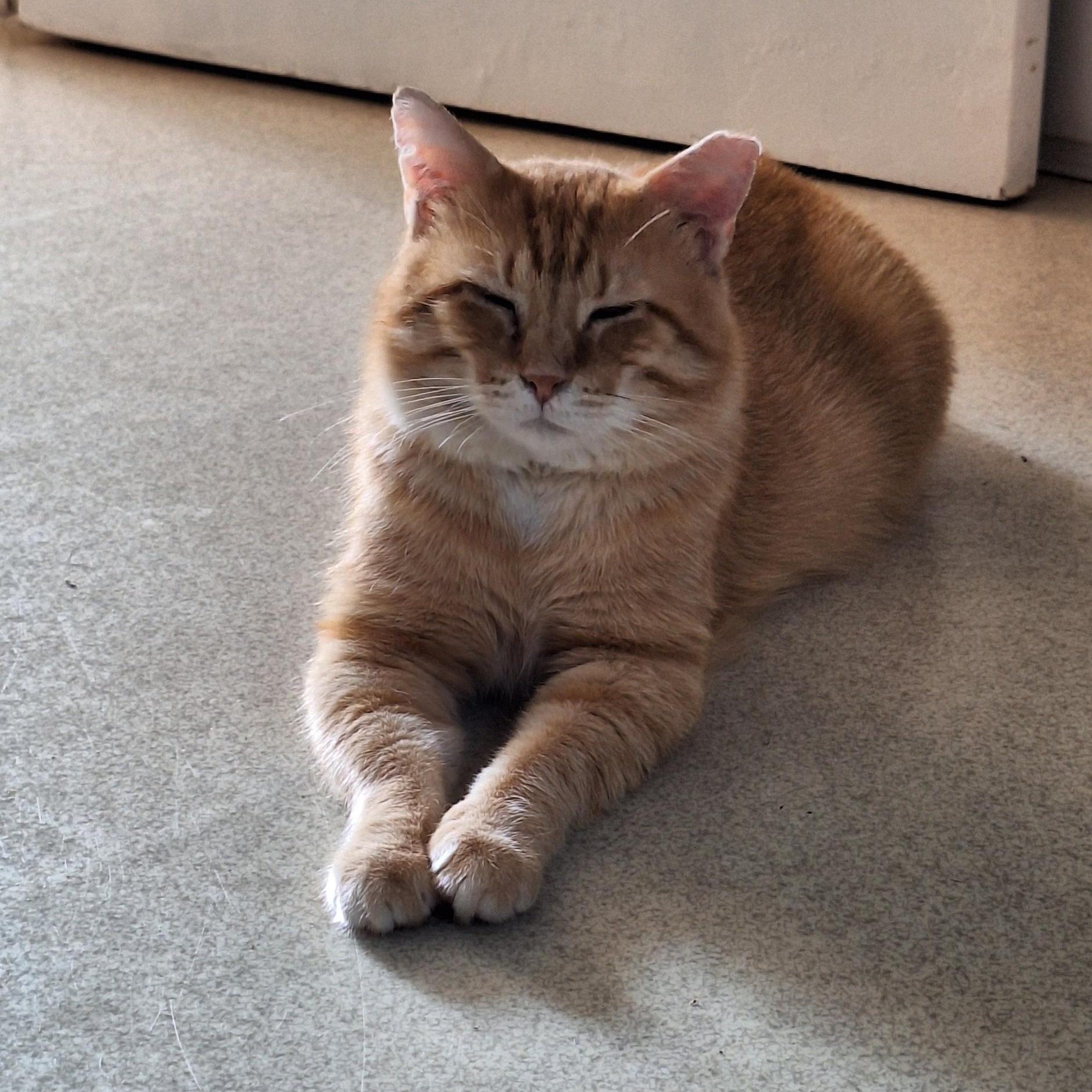 Cat for adoption - Breadstick+Van Gogh (bonded pair), a Tabby in BUTLER ...