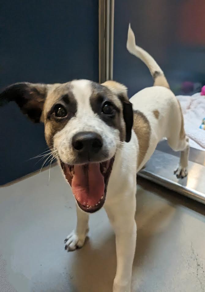 ADOPT - Whatcom Humane Society