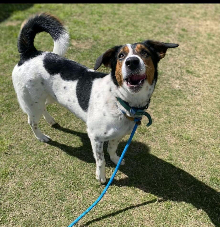 Dog for adoption - Sam, a Hound Mix in Mississauga, ON | Petfinder