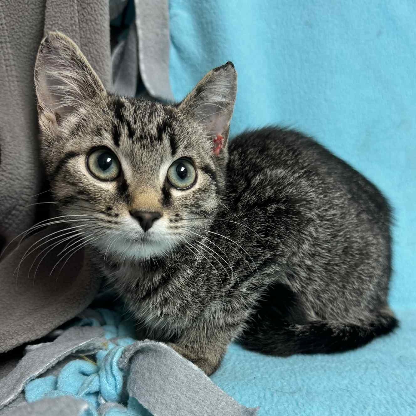 Cat for adoption - Tator Tot Casserole, a Domestic Short Hair in Waterloo, IA | Petfinder