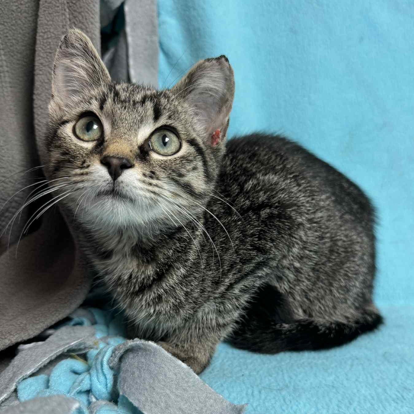 Cat for adoption - Tator Tot Casserole, a Domestic Short Hair in Waterloo, IA | Petfinder