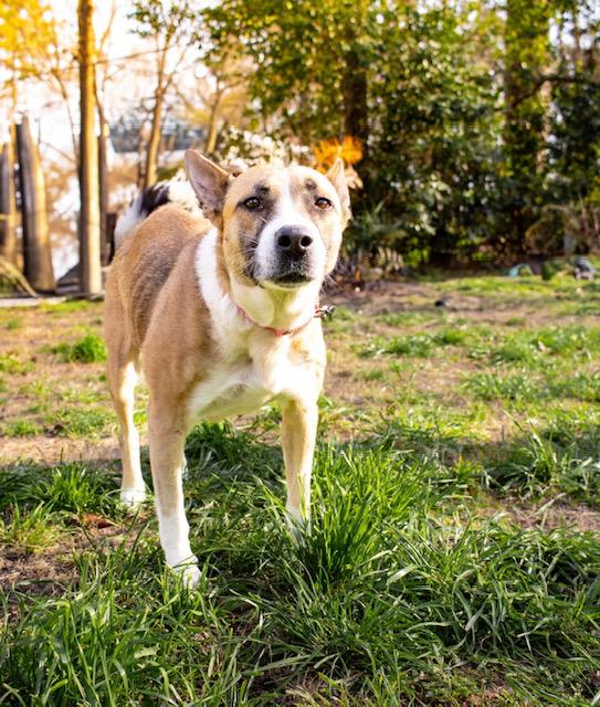 Dog for adoption - Faith, a Labrador Retriever & Husky Mix in Plano, TX ...