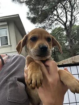 Dog for adoption - Rookie, an American Foxhound & Labrador Retriever ...