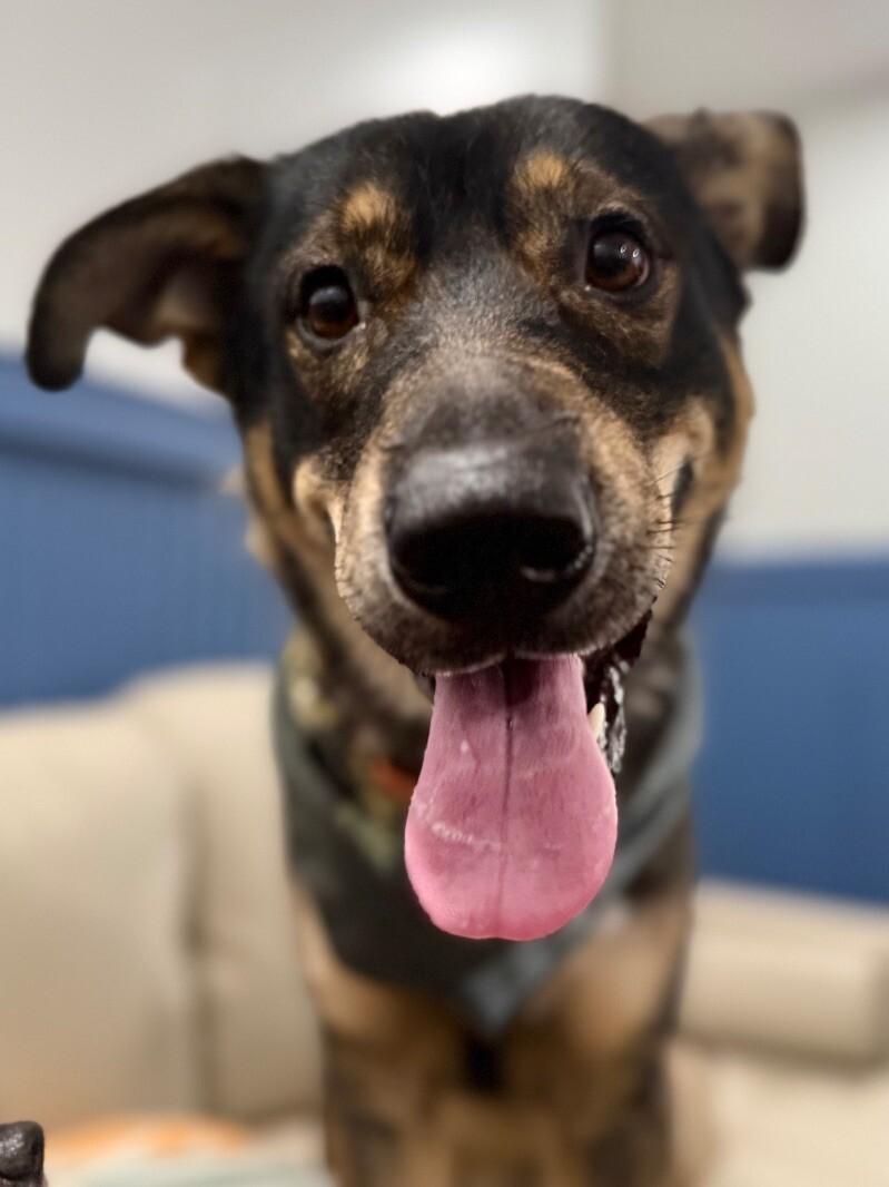 Dog for adoption - Moose Cow, a German Shepherd Dog & Black Mouth Cur ...