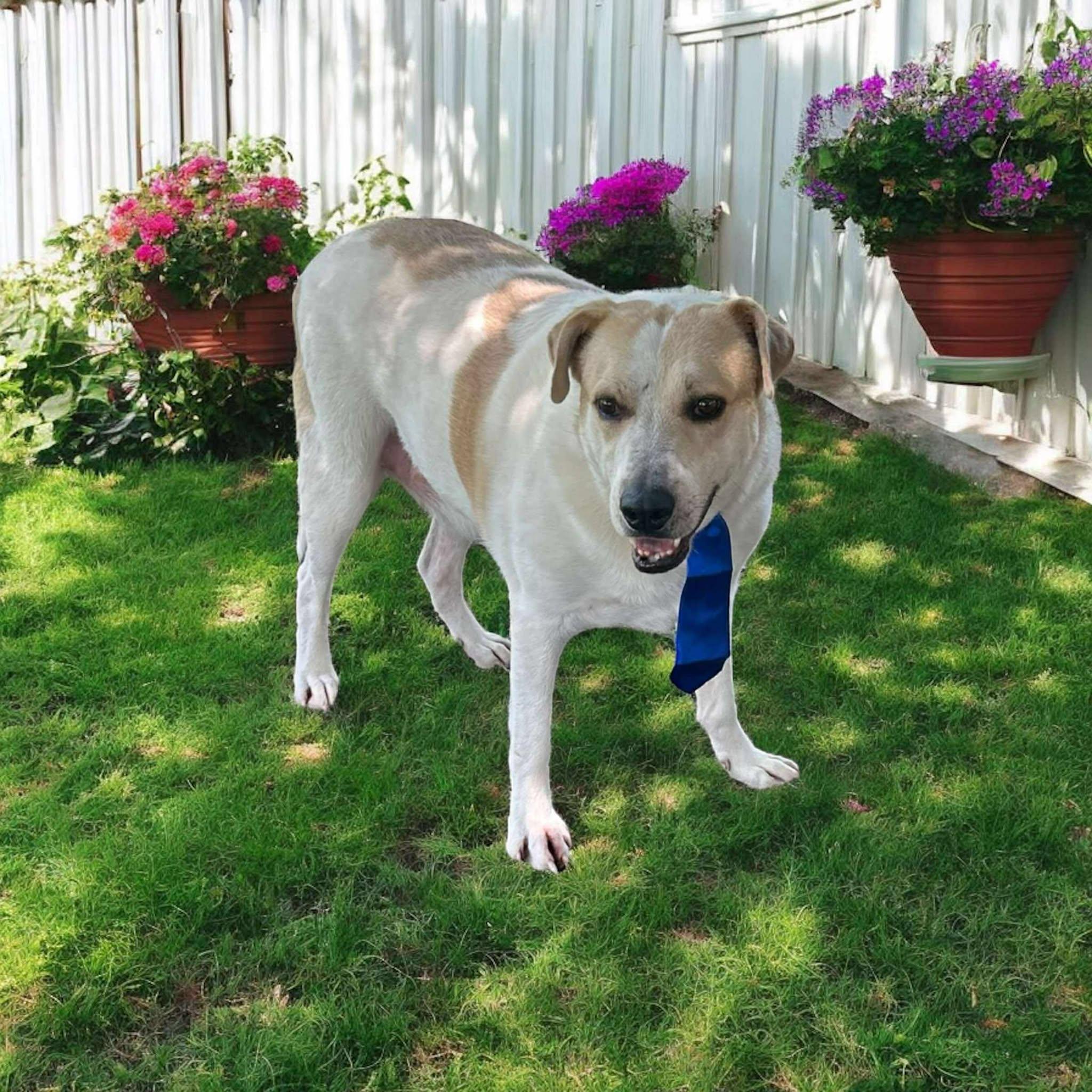 Dog for adoption - Elmer, a Labrador Retriever Mix in Philadelphia, PA ...