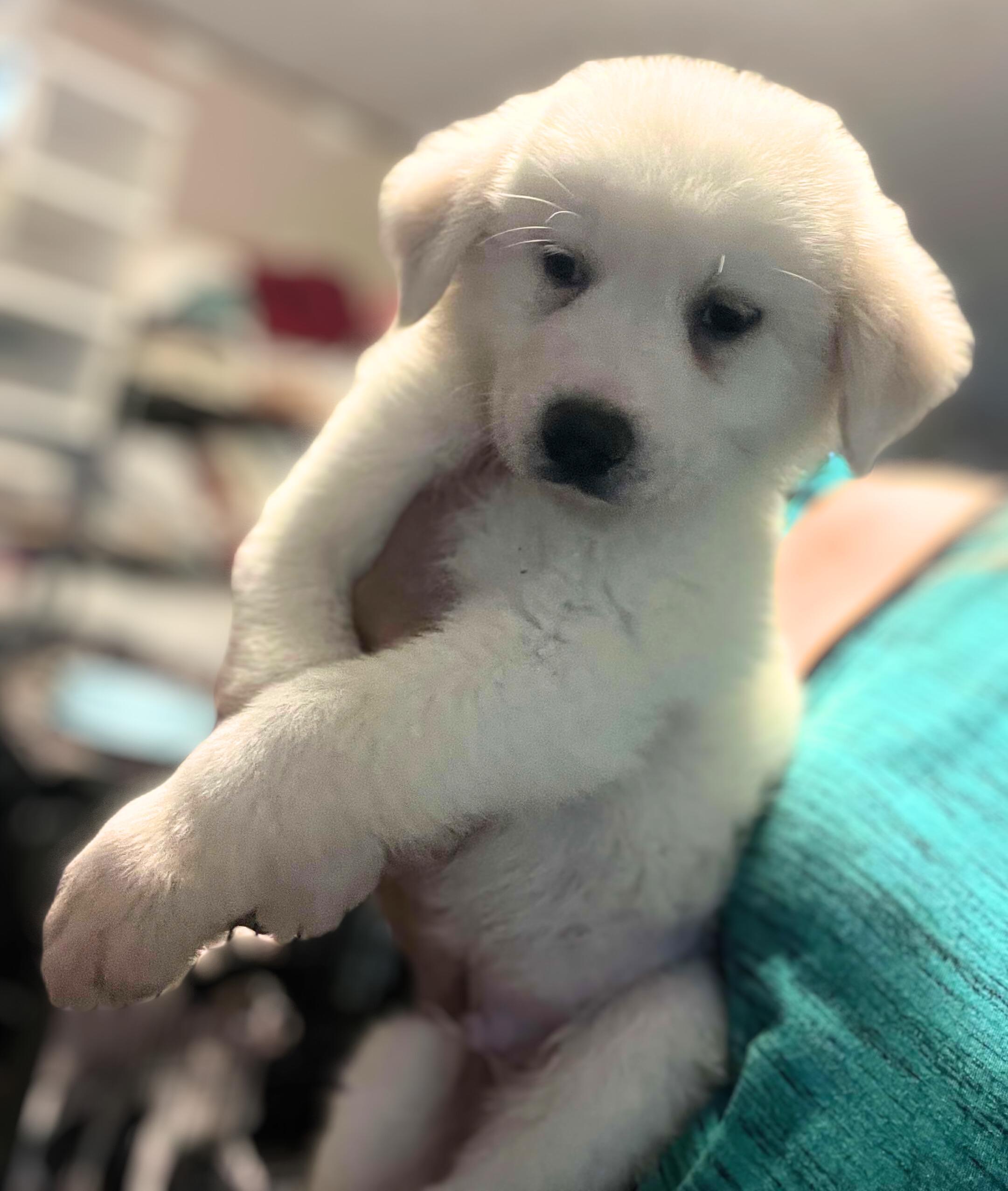 Dog for adoption - Lawson, a Great Pyrenees Mix in Downers Grove, IL ...