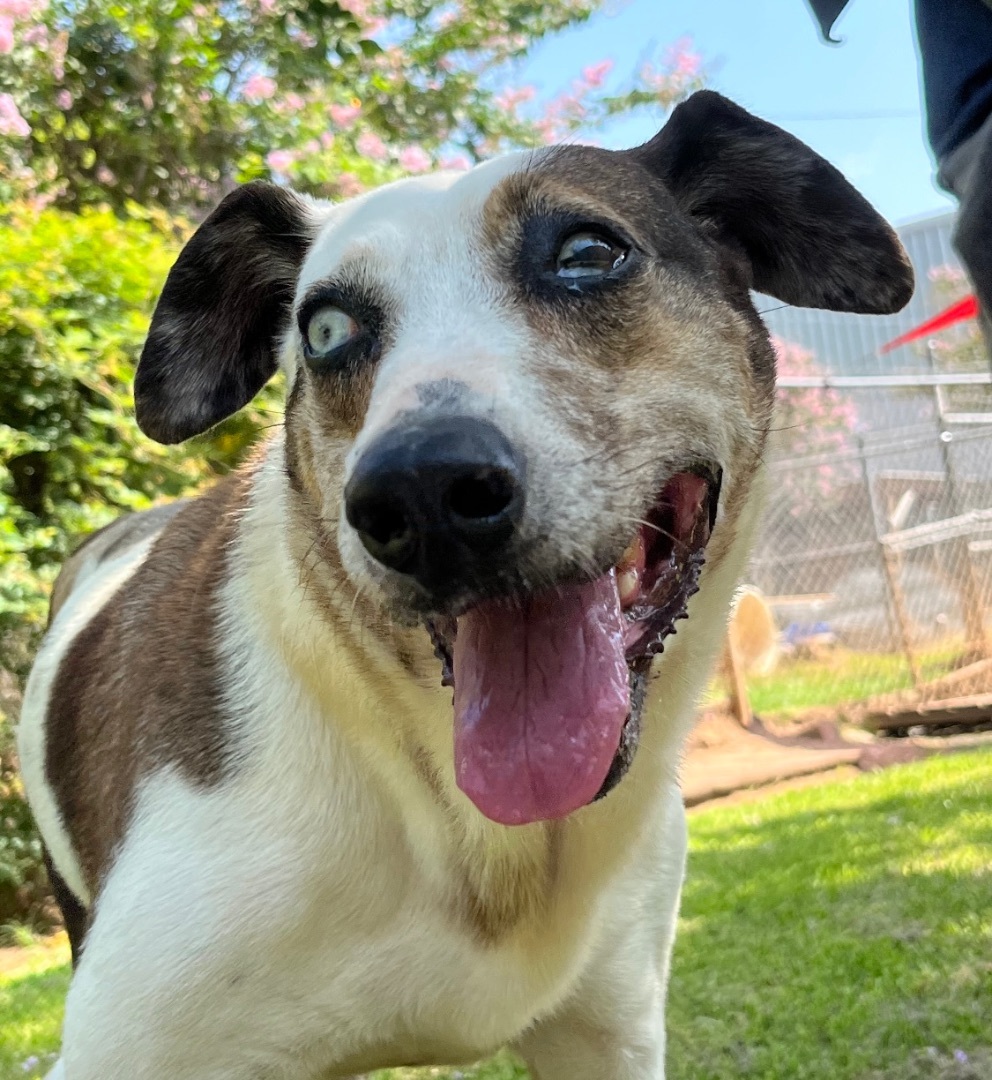 Dog for adoption - Gumbo, a Catahoula Leopard Dog in Ransomville, NY ...
