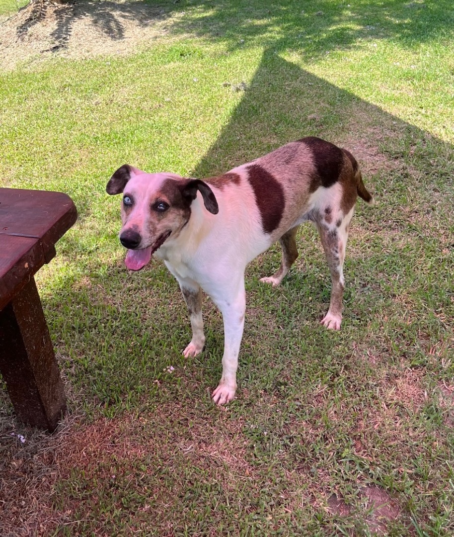 Dog for adoption - Gumbo, a Catahoula Leopard Dog in Ransomville, NY ...