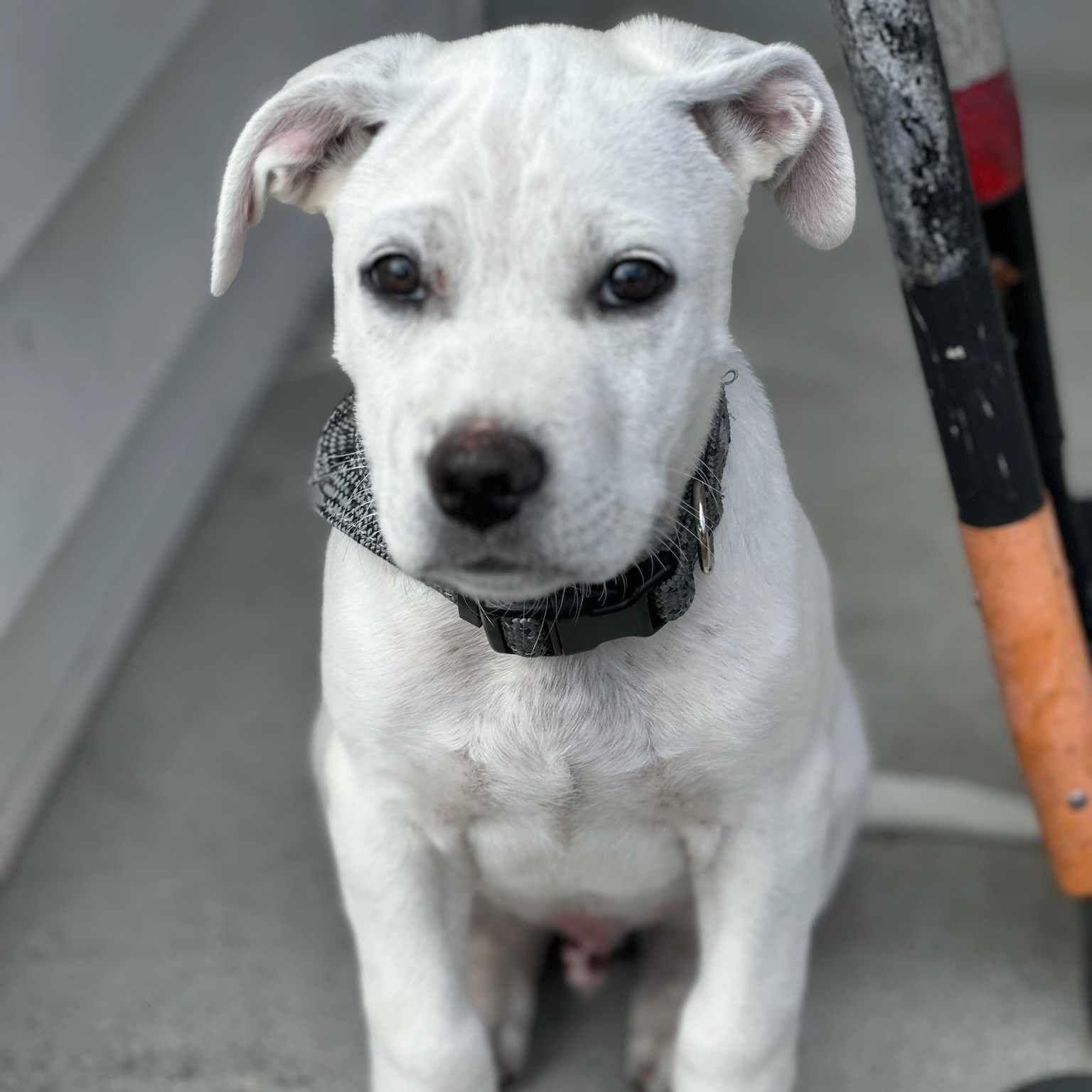 Dog for adoption - Ritz, a Labrador Retriever & Great Pyrenees Mix in ...