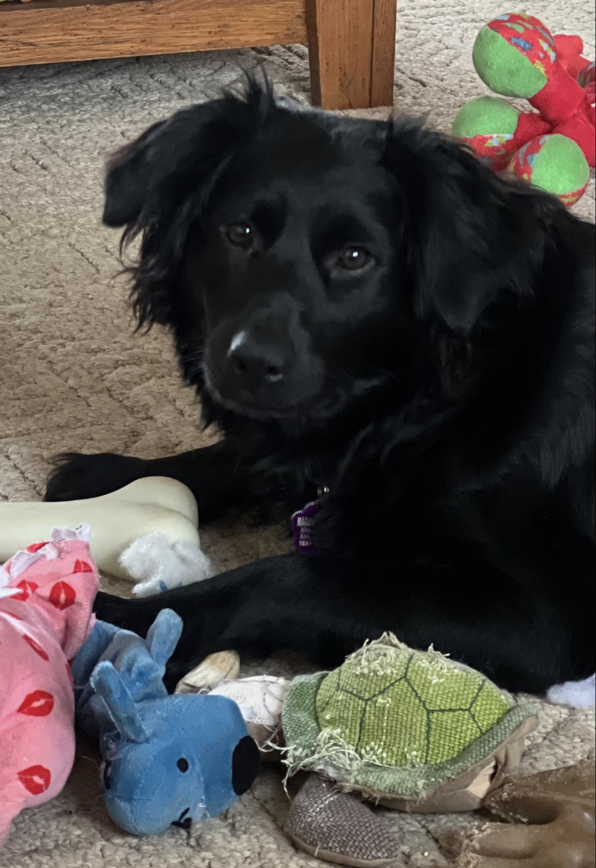 Sabrina (Bina) - Adoptable Pet | Petfinder | Petfinder