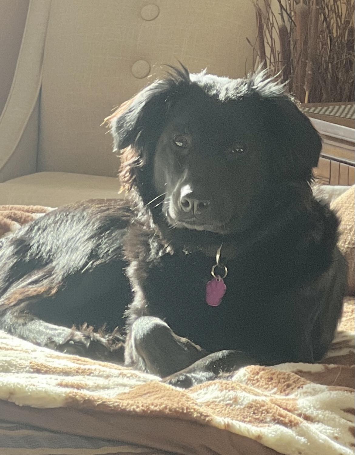 Sabrina (Bina) - Adoptable Pet | Petfinder | Petfinder