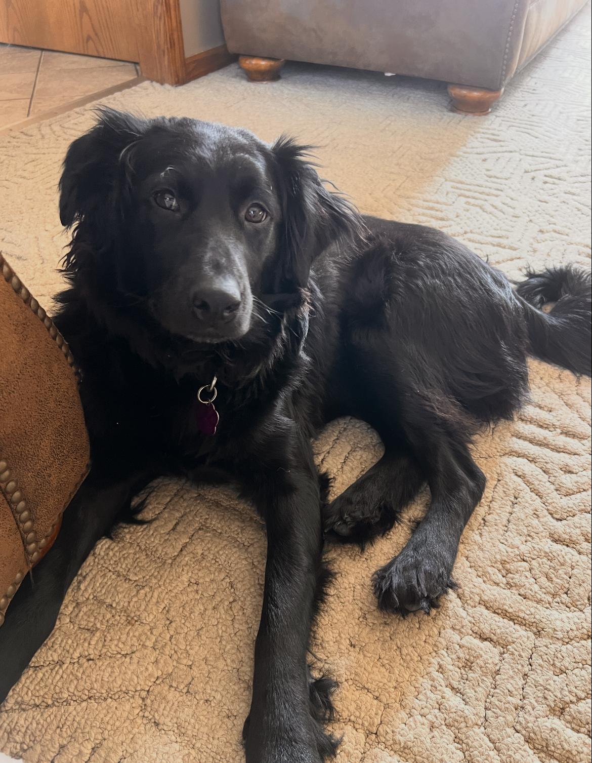 Sabrina (Bina) - Adoptable Pet | Petfinder | Petfinder