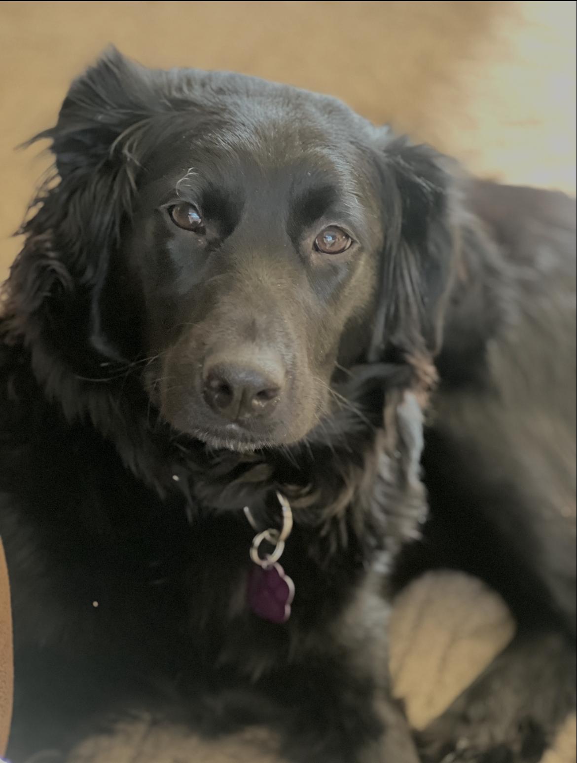 Sabrina (Bina) - Adoptable Pet | Petfinder | Petfinder