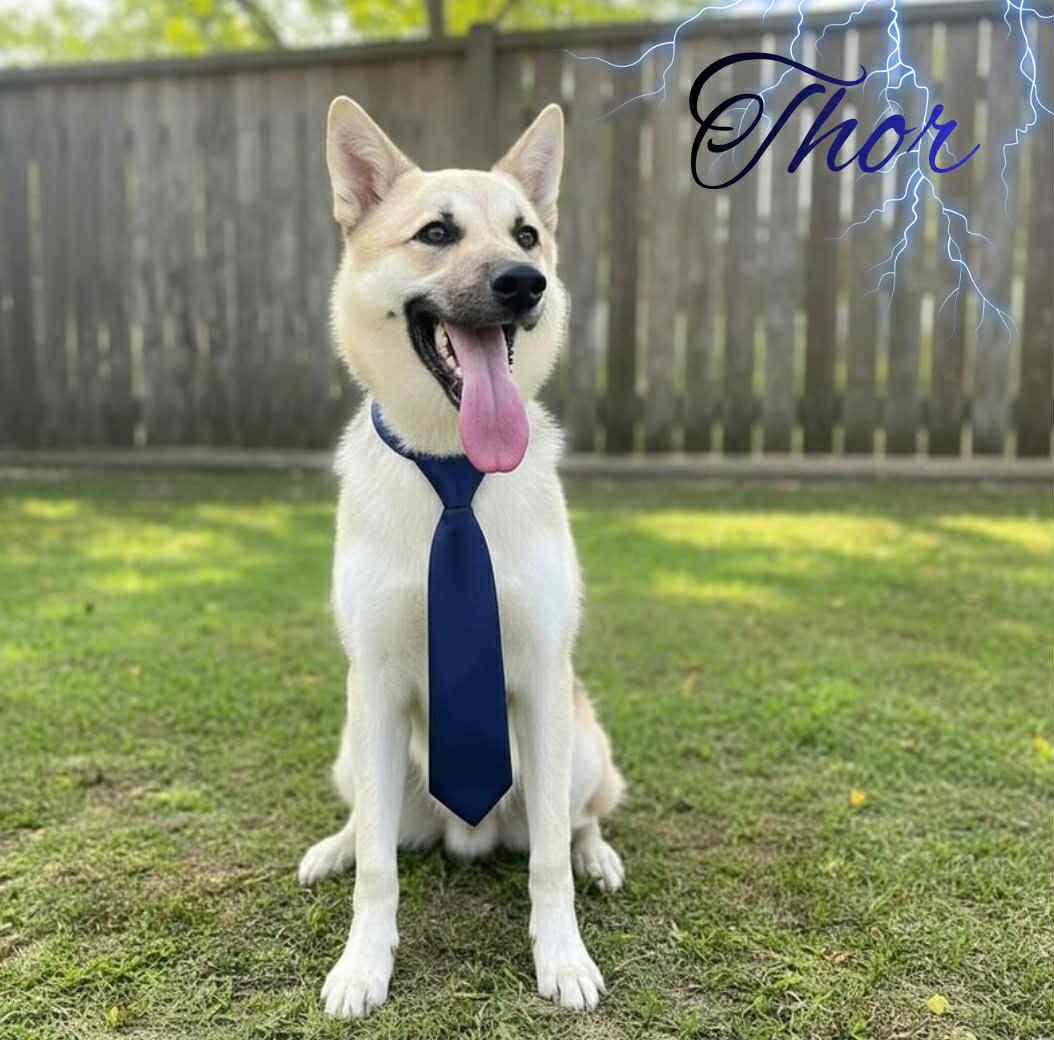Dog for adoption - THOR GS, a German Shepherd Dog & Husky Mix in ...