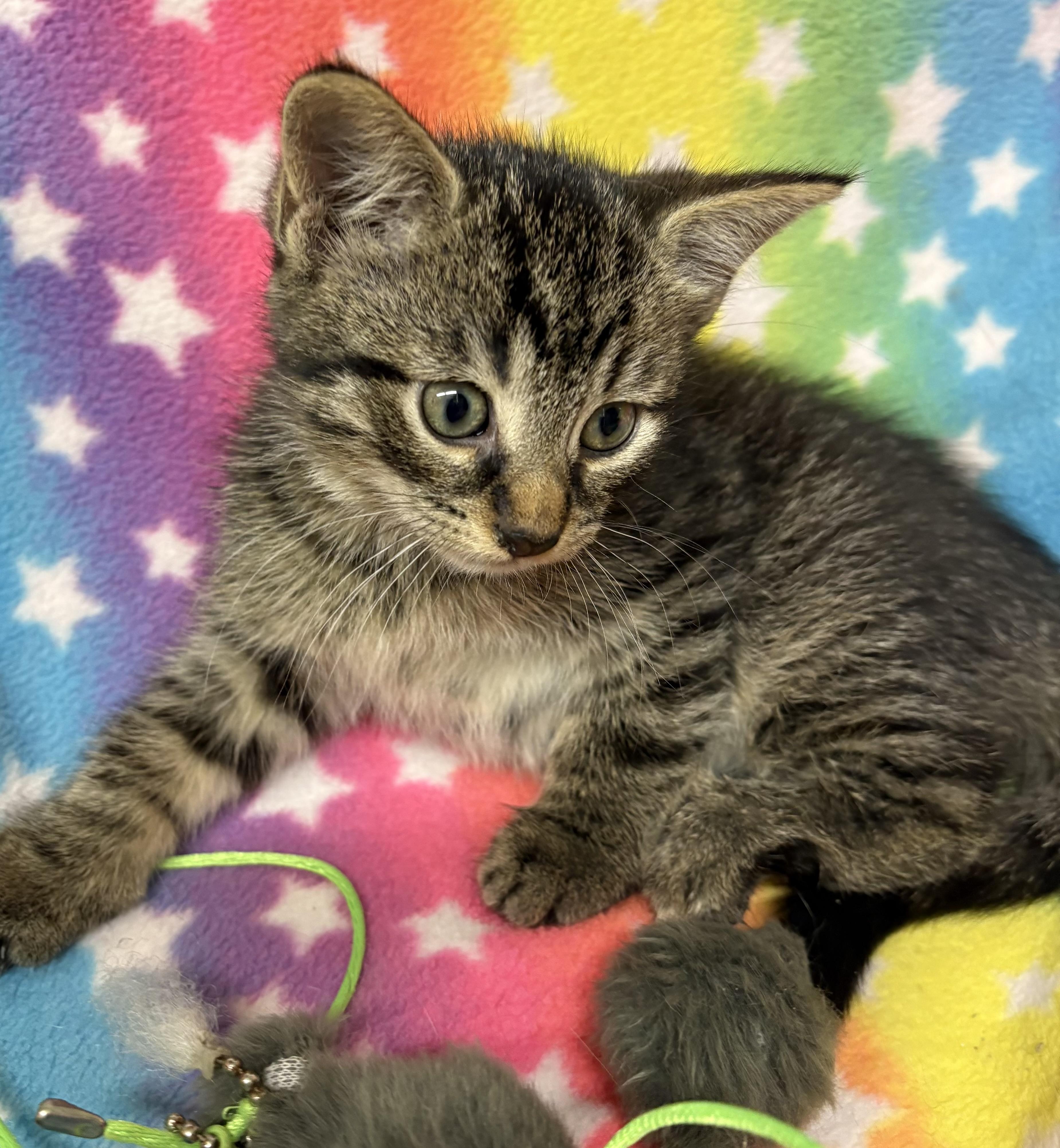 Cat for adoption - Kitten 2pending, a Domestic Short Hair in Mansfield ...