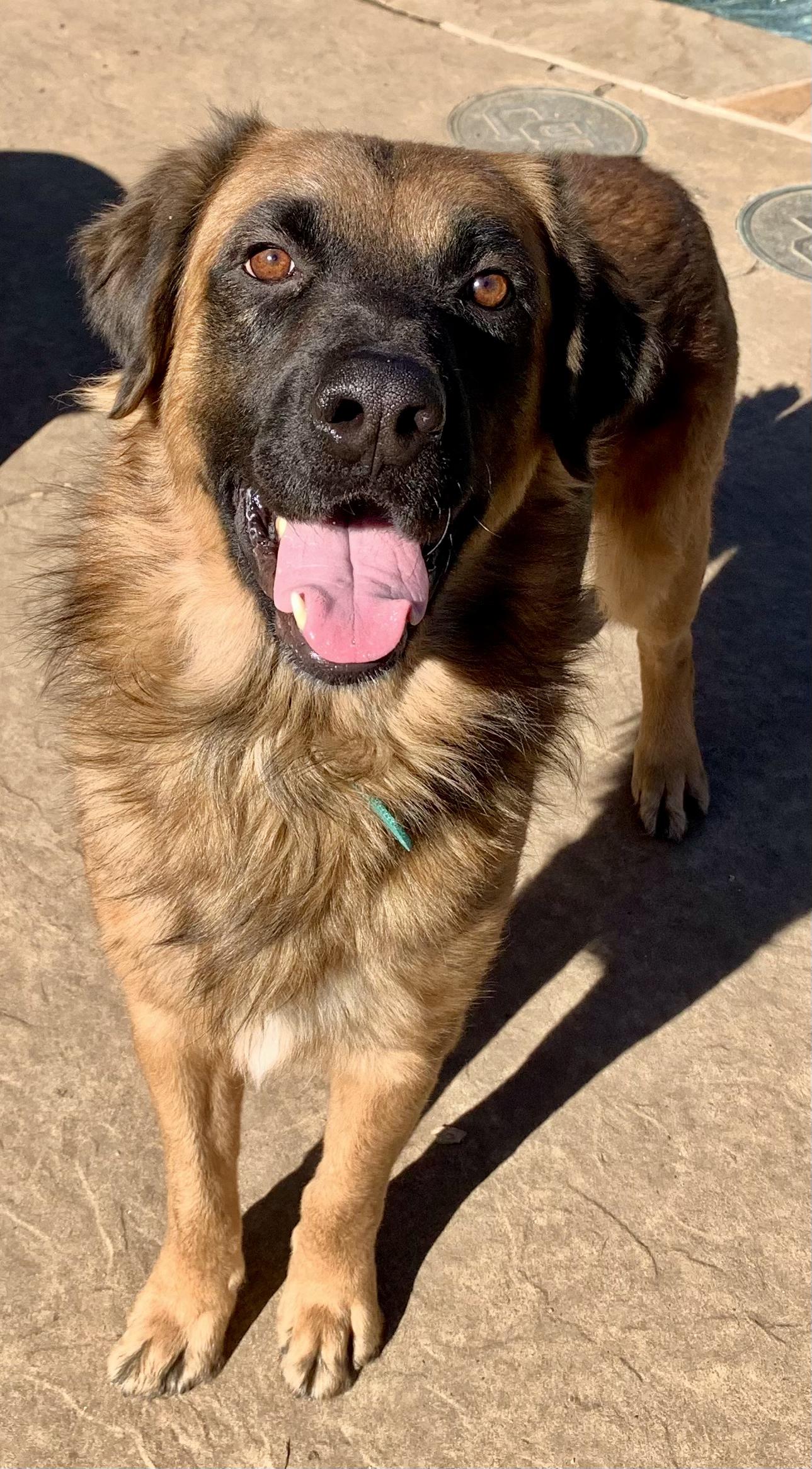 Dog for adoption - Oso, a Black Mouth Cur & German Shepherd Dog Mix in ...