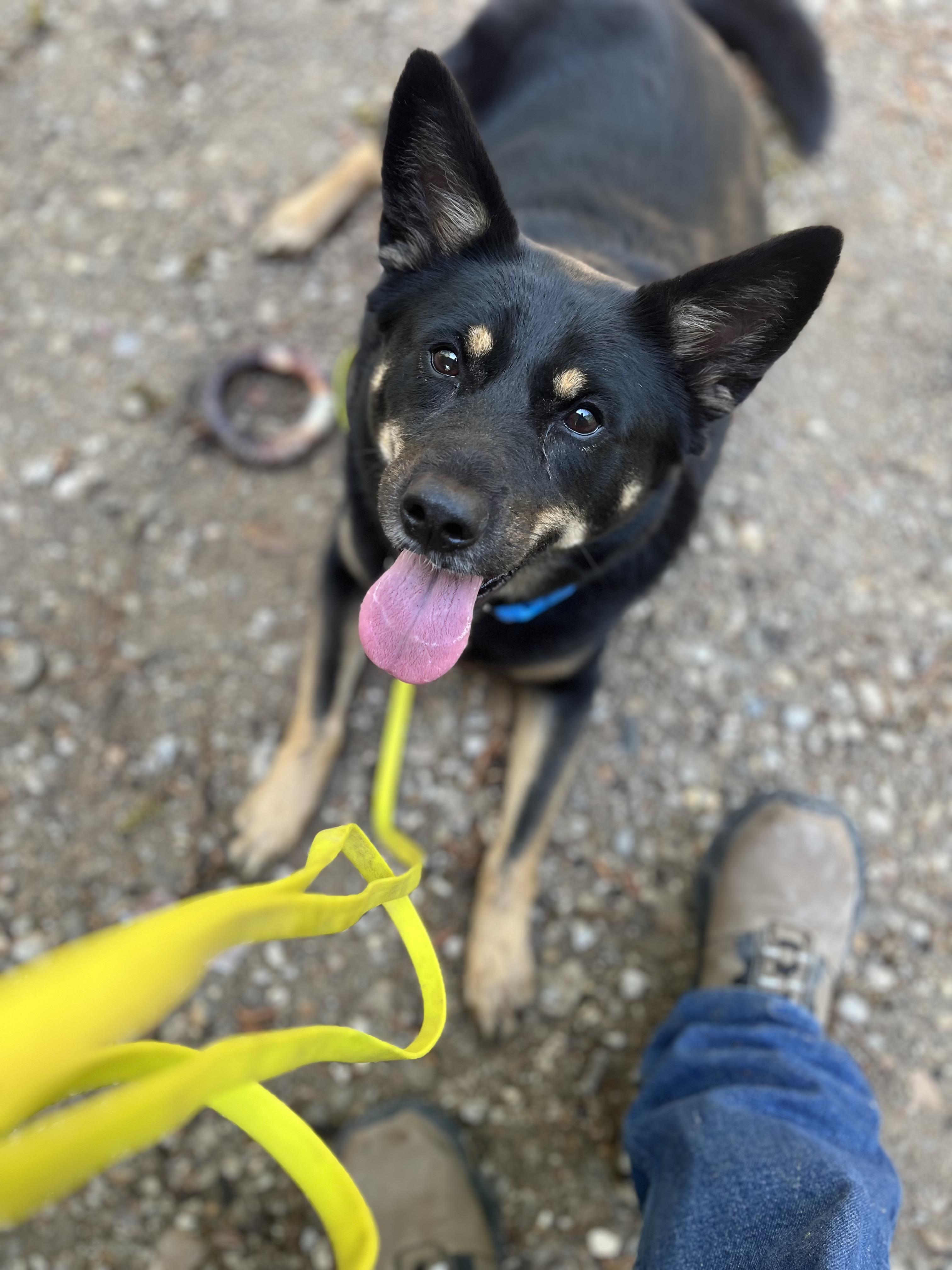 Dog for adoption - Mabel, an Australian Kelpie Mix in Madison, WI ...