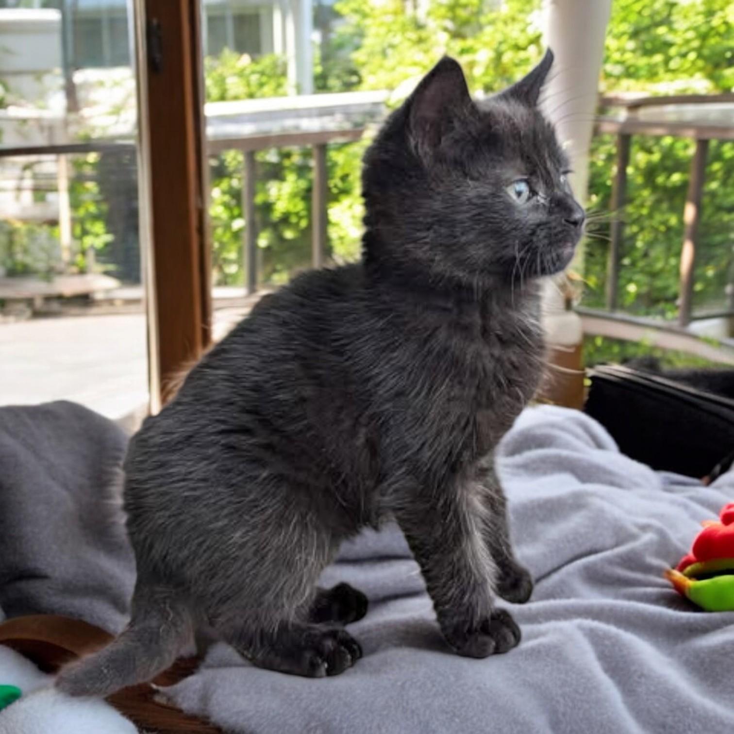 Cat for adoption - Bobby, a Domestic Medium Hair & Bombay Mix in Ann ...