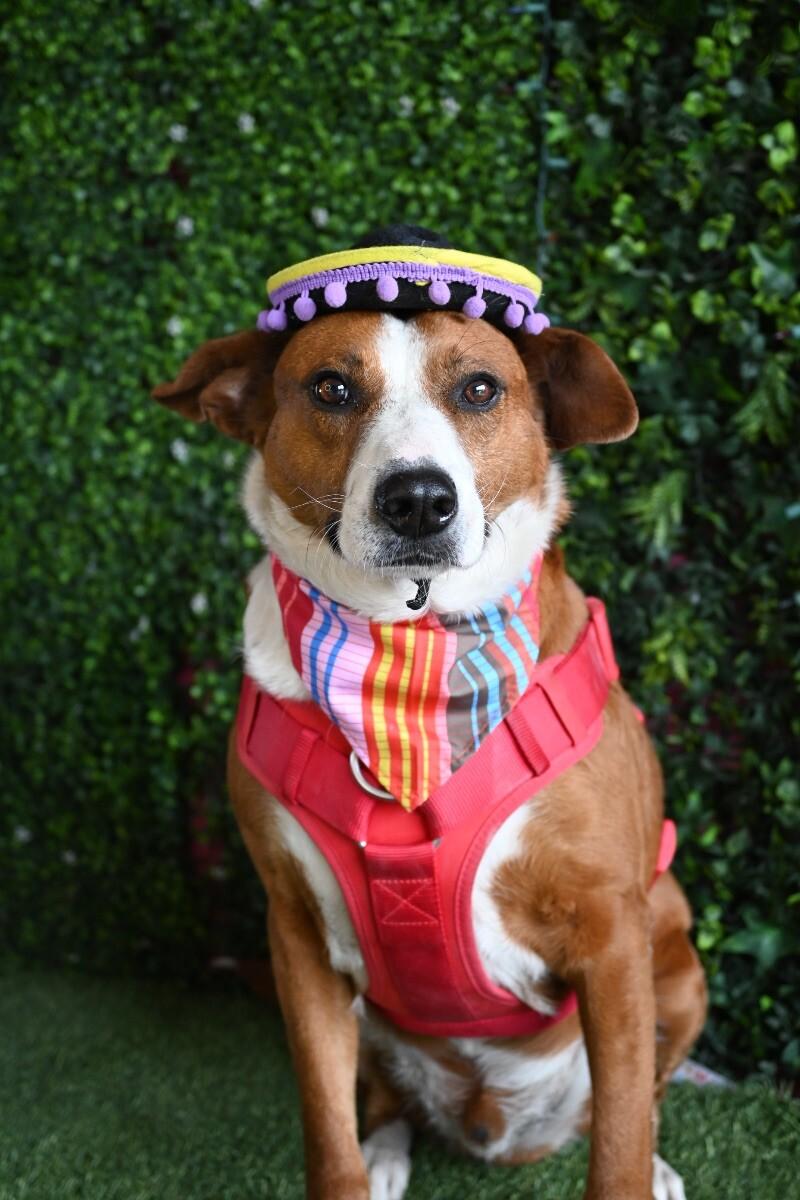 Dog for adoption - Nacho, a Foxhound & Basenji Mix in Sparks, NV ...