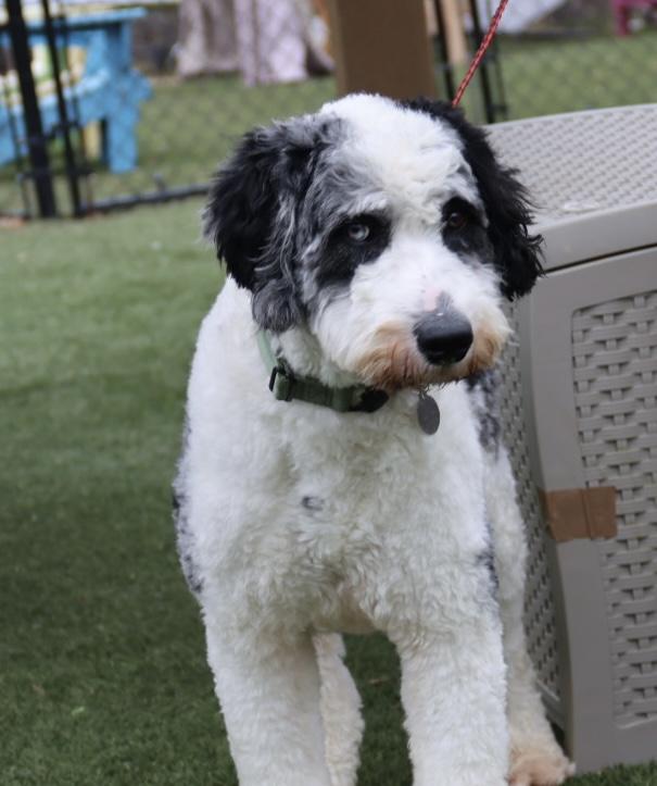 Prince Albert - Adoptable Pet | Petfinder | Petfinder