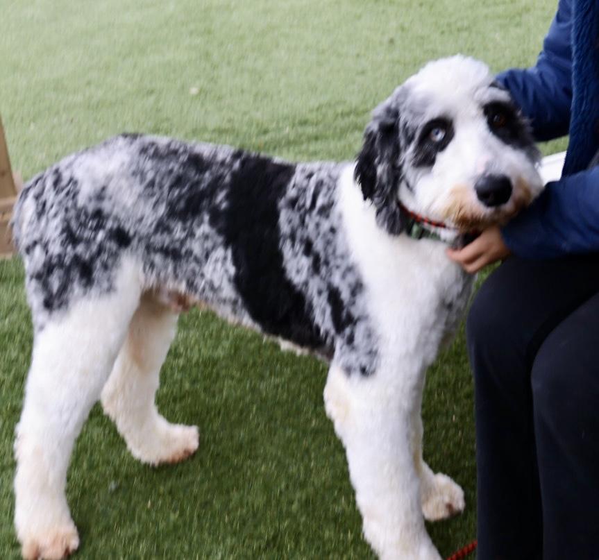 Prince Albert - Adoptable Pet | Petfinder | Petfinder