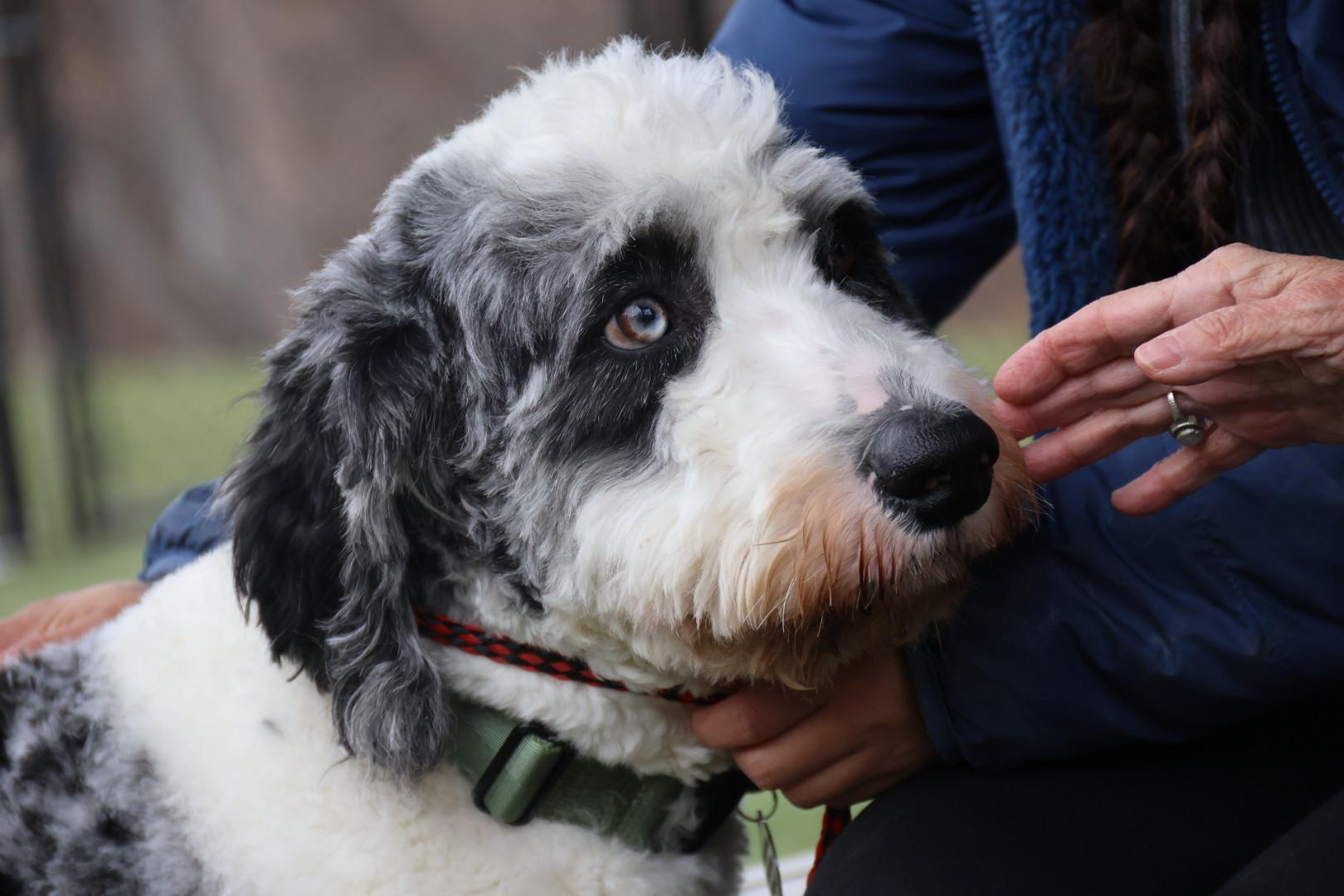 Prince Albert - Adoptable Pet | Petfinder | Petfinder
