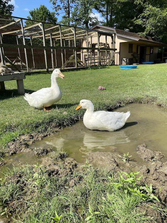 Duck for adoption - Ducks, a Duck in Ravenna, OH | Petfinder