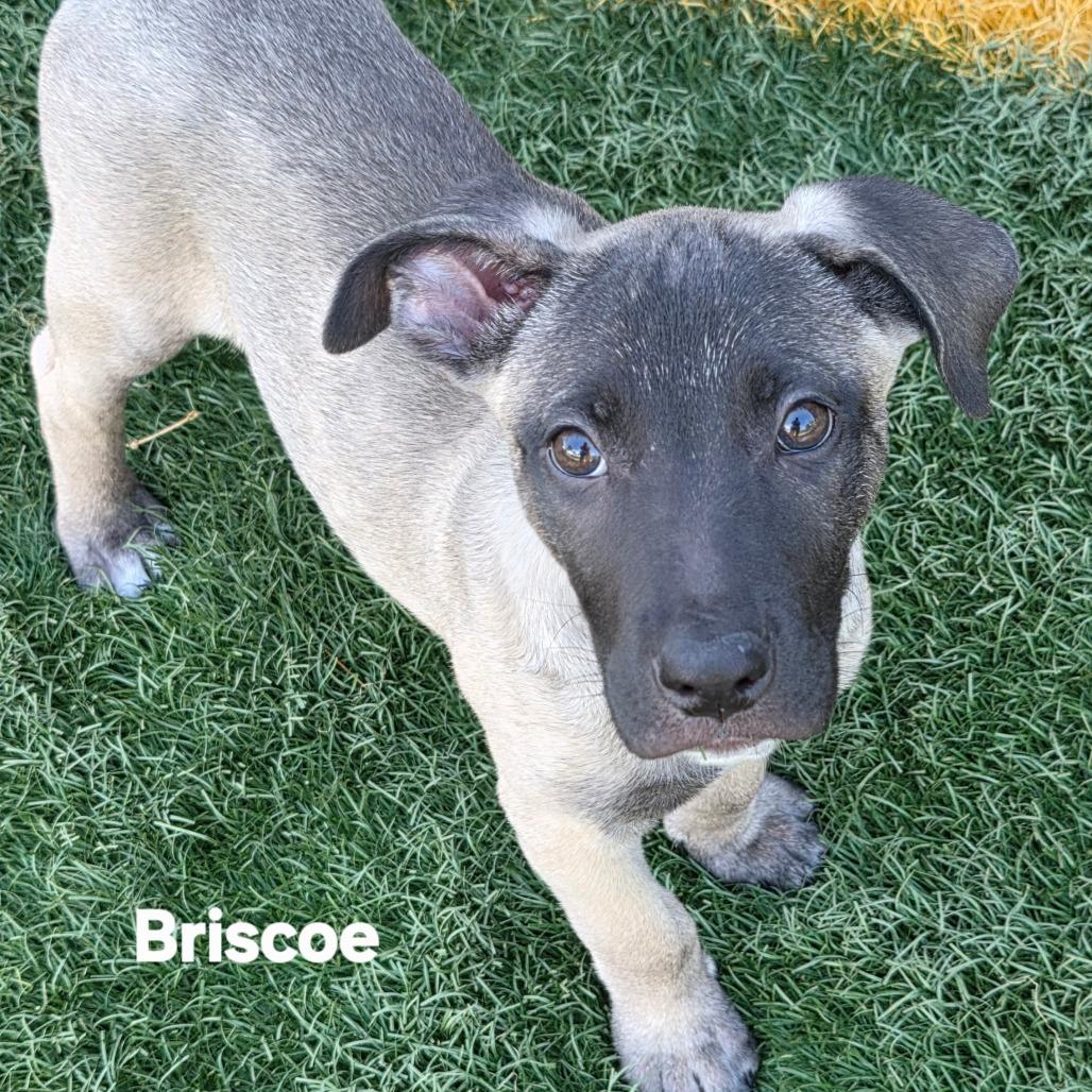 Dog for adoption - Briscoe DD, a German Shepherd Dog & Bulldog Mix in ...