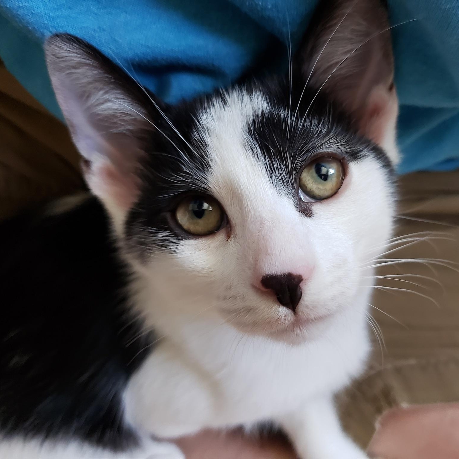 Cat for adoption - Lancelot, a Domestic Short Hair in Cypress, CA ...
