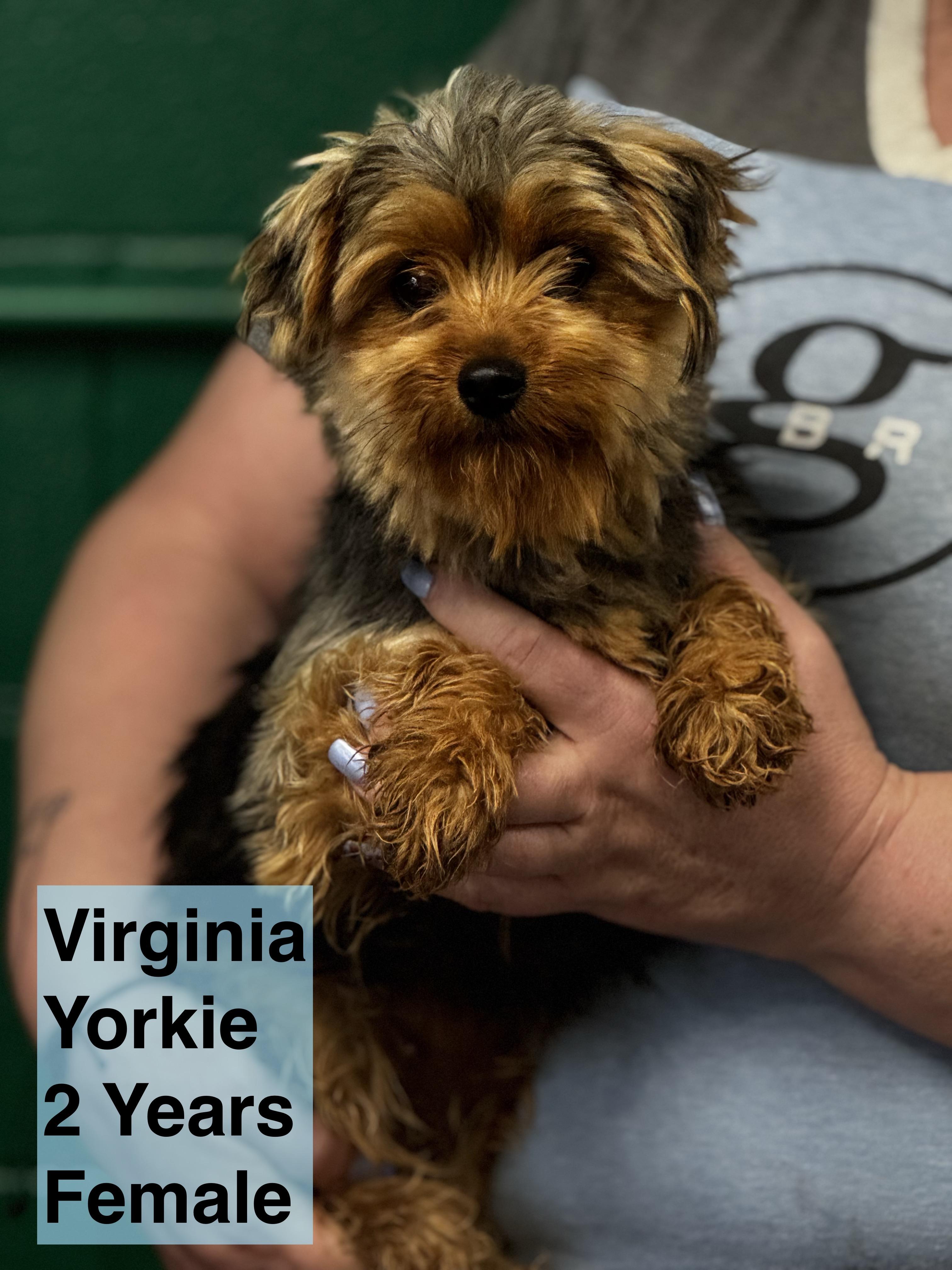 Dog for adoption - Virginia, a Yorkshire Terrier in Blue Springs, MO ...