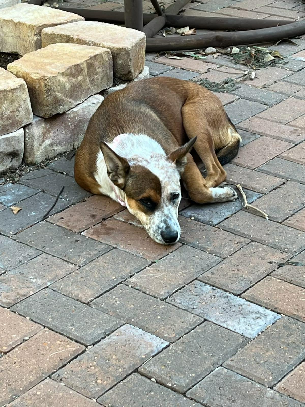 Dog for adoption - Ginger : The Amazing Heeler, an Australian Cattle ...