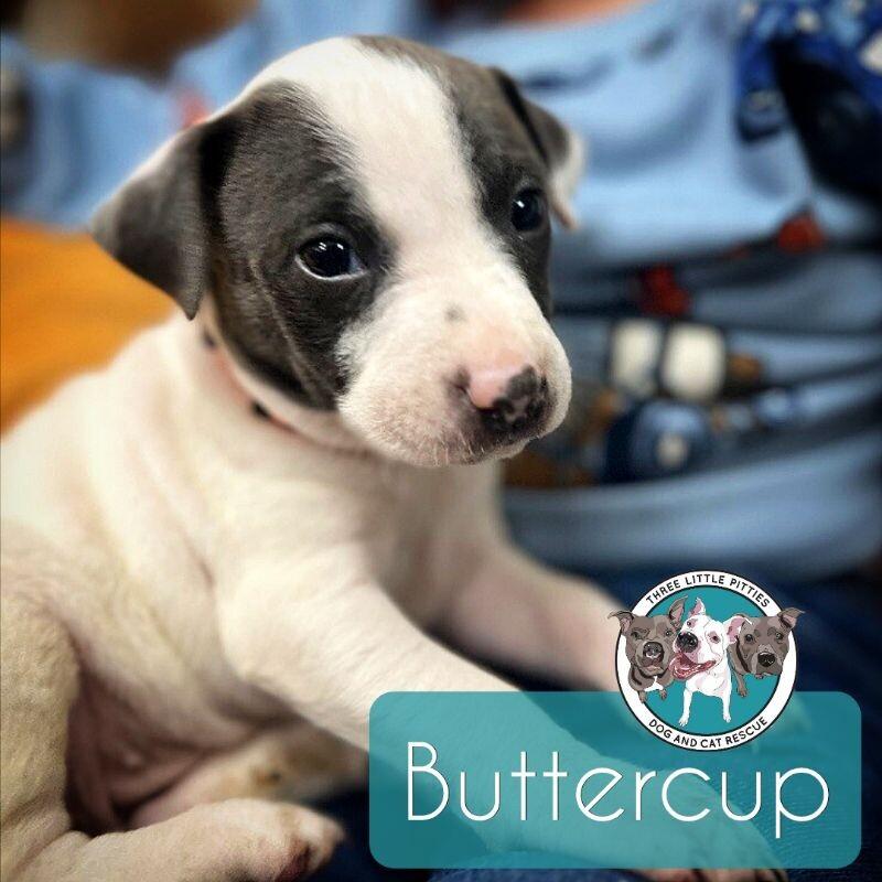 Dog for adoption - Buttercup Be My Valentine, an American Staffordshire ...