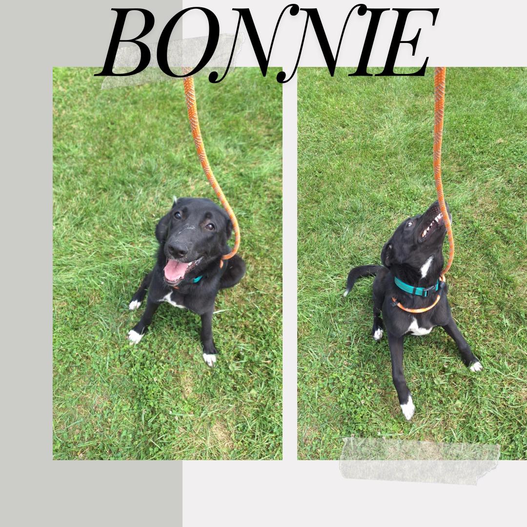 Dog for adoption - Bonnie, a Labrador Retriever Mix in Dublin, VA ...