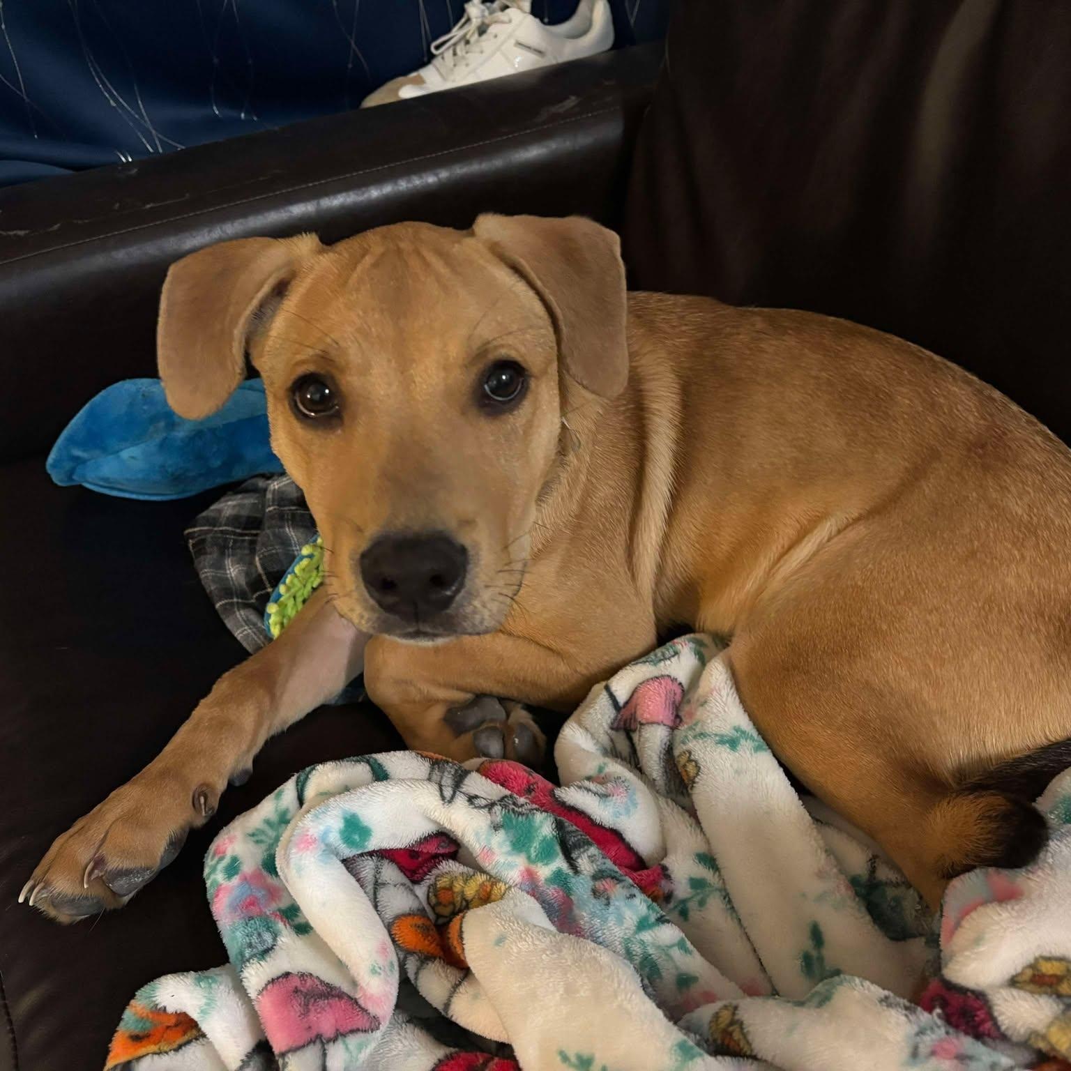 Dog for adoption - Ruby, a Labrador Retriever in Springfield, OR ...